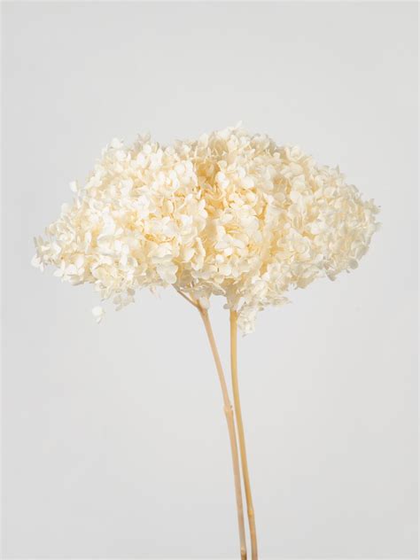 Гортензія стабілізована на гілці молочна купити за ціною 499 грн • Dfb Elements Україна