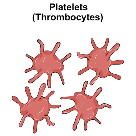 Premium Vector Platelets Thrombocytes