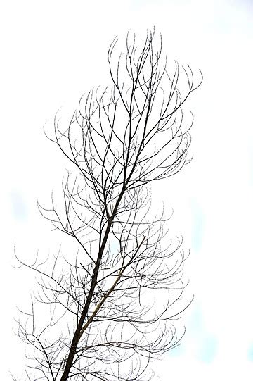 Big Tree Texture Background Images Hd Pictures And Wallpaper For Free