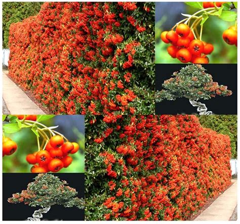 Scarlet Firethorn Shrub Seeds Pyracantha Coccinea Seed