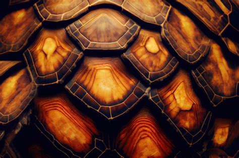 Premium Photo Turtle Shell Texture Background Brontosaurus Dinosaur