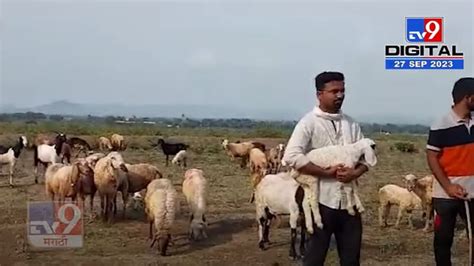 Mpsc परीक्षा पास पण हाकतोय मेंढ्या पण का सोशल मीडियावर होतोय व्हिडीओ
