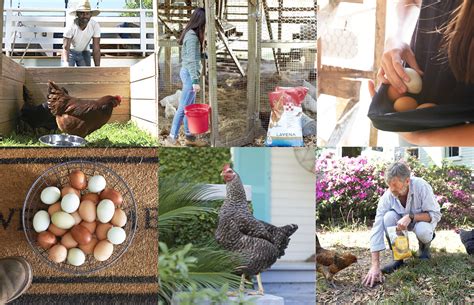 Hoovers Hatchery 𝗧𝗵𝗶𝘀 𝘄𝗲𝗲𝗸𝘀 𝗯𝗿𝗲𝗲𝗱𝗼𝗳𝘁𝗵𝗲𝘄𝗲𝗲𝗸 𝗶𝘀 𝘁𝗵𝗲… 𝗚𝗼𝗹𝗱𝗲𝗻 𝗖𝗼𝗺𝗲𝘁 🥚golden Comets Are A Great