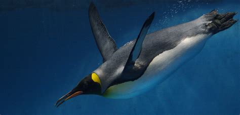 Emperor Penguin Swimming