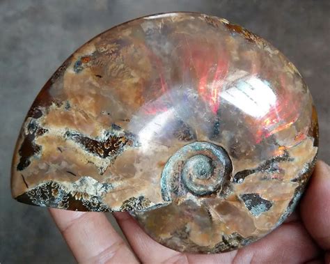 Free Shipping Rainbow Ammonite Fossil Specimen Shell Healing