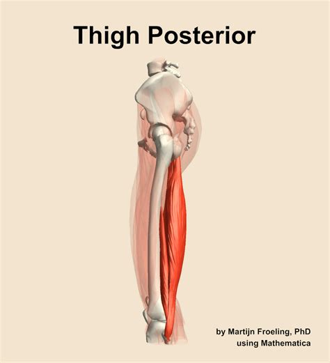 Posterior Thigh Muscles Anatomy Easy Notes On 【posterior Compartment