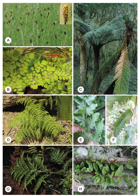 Diversity Of Pteridophytes Including Some Of The Most Cited Species In
