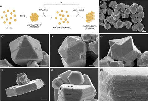 Colloidal Crystallization Of Tma Functionalized Gold Nanoparticles Download Scientific Diagram