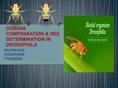 Sex Determination Chromosomal Theory Of Sex Determination Ppt