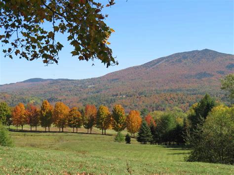 Foliage Report