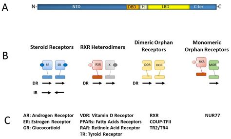 Role Of Nuclear Receptors In Controlling Erythropoiesis