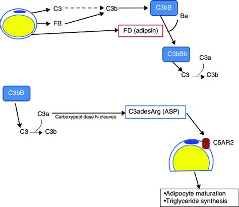 Role Of The Complement System In The Biology Of The Adipocyte A