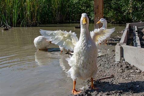 Sayap Pekin Bebek Putih Berat Mengepakkan Sayap Foto Stok Unduh