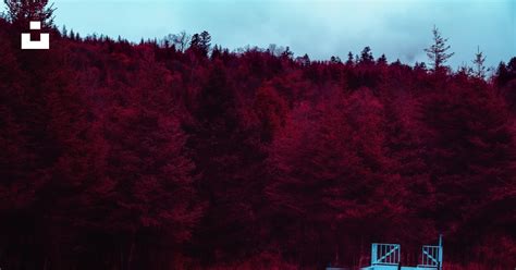 분홍색 잎이 달린 나무 옆에 흰색과 파란색 염소가 있습니다 사진 Unsplash의 무료 벽지 이미지