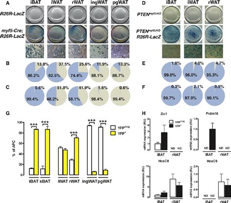 The Number Of Myf5 Lineage Derived Adipocyte Progenitor Cells In Each