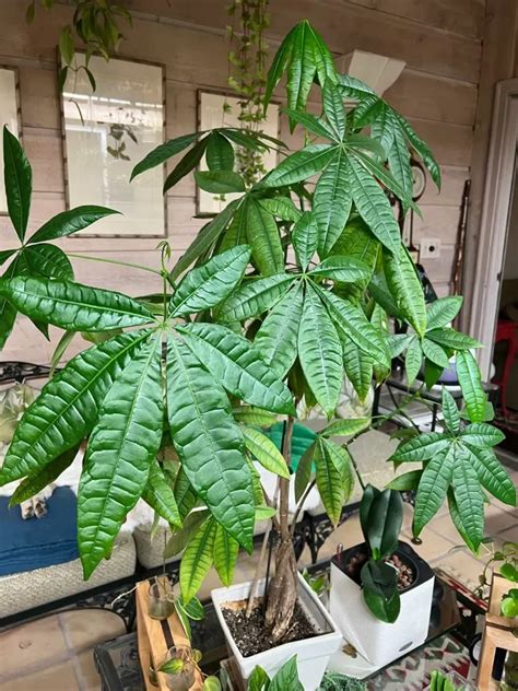 Pachira Aquatica Houseplant
