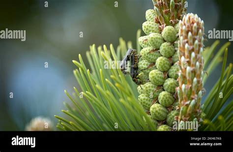 Bugs On Trees Stock Videos And Footage Hd And 4k Video Clips Alamy