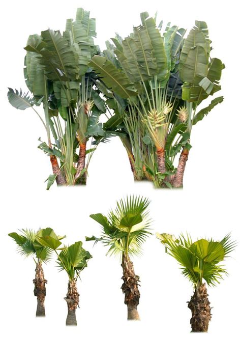 Tree PNG Png Tree Png Images