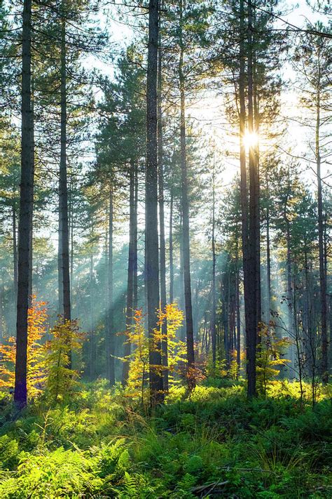 Light Rays Through Trees In Hoge Kempen Photograph By Jason Langley