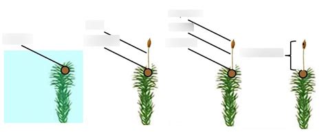 Moss Division Bryophyta Diagram Quizlet