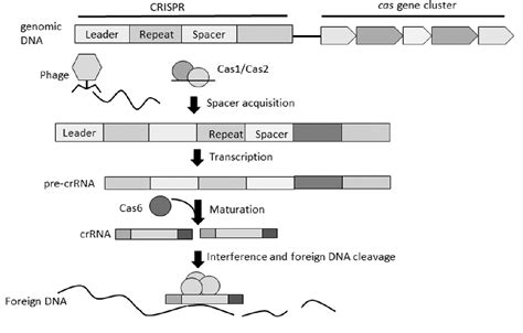 Figure From CRISPR Cas In Genome Defense And Gene Editing Semantic Scholar