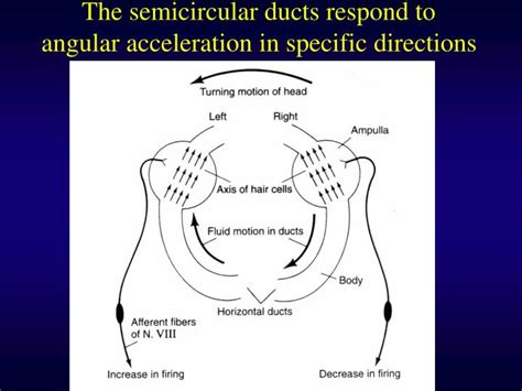 Ppt 前庭系の機能 Functional Aspects Of The Vestibular System Powerpoint Presentation Id 700465