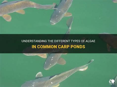 Understanding The Different Types Of Algae In Common Carp Ponds Petshun
