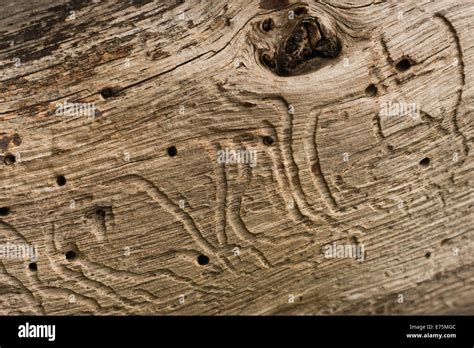 Patterns In Oak Tree Made By Wood Burring Insect Larvae Woodworm Showing Branching Tunnels And