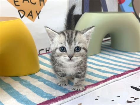 인천고양이분양 고양이분양 테디럽 인천점 먼치킨 아메리칸숏헤어 페르시안 러시안블루 스코티쉬폴드 브리티쉬숏헤어