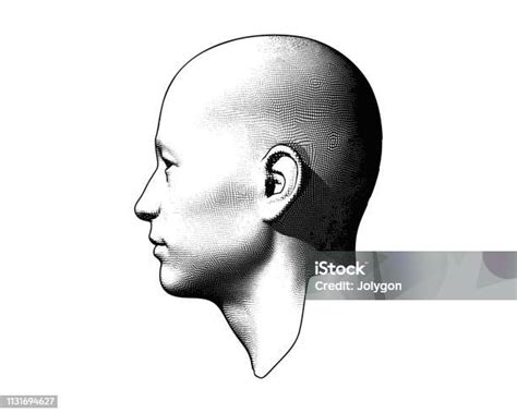 흰색 Bg에 조각 인간의 머리 그림 옆모습에 대한 스톡 벡터 아트 및 기타 이미지 옆모습 머리 남자 Istock