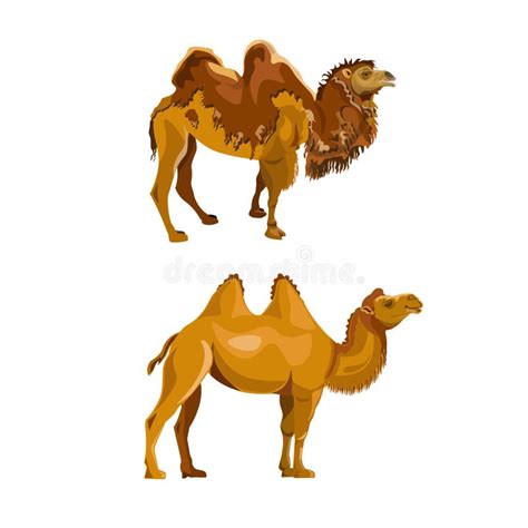 Bactrian Camel Set Stock Vector Illustration Of Bactrian 144711907