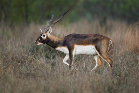 Blackbuck Antelope