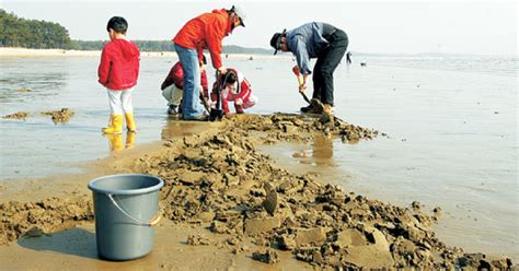 한 가족의 조개잡기 추억