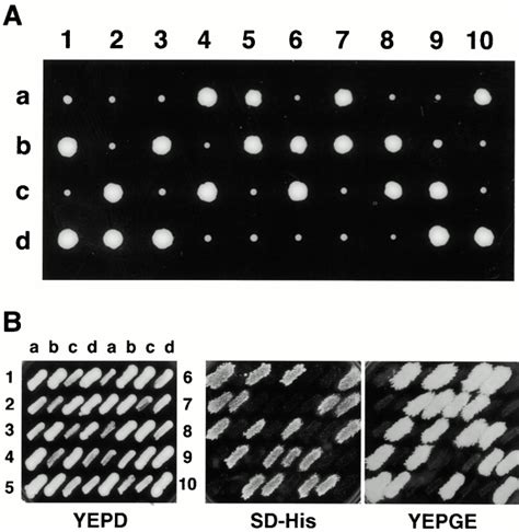 Ugo1Δ Cells Grow Slowly On Glucose Containing Medium And Are Inviable