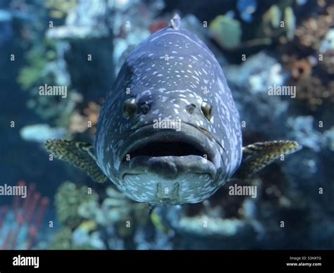 Riesiger Zackenbarsch Fotos Und Bildmaterial In Hoher Auflösung Alamy