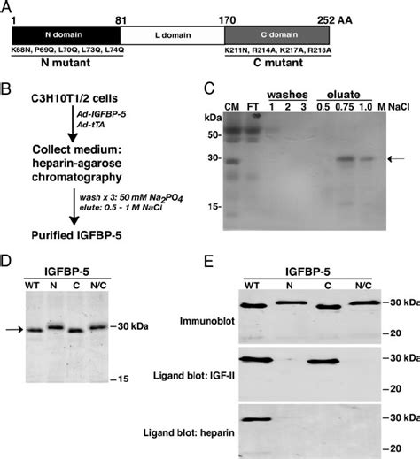 Purification And Characterization Of Recombinant Mouse Igfbp 5 And