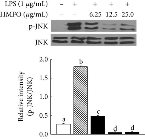 Effects Of Hmfo On Mapk Signaling Pathways In Lps Induced Raw 2647