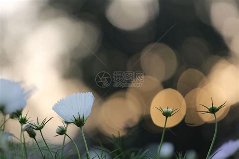 带bokeh的白色宇宙高清图片下载 正版图片303433351 摄图网