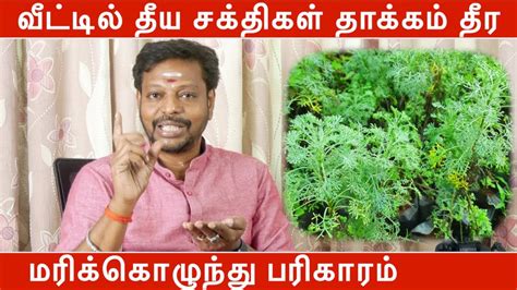 வீட்டில் தீய சக்திகள் தாக்கம் தீர மரிக்கொழுந்து பரிகாரம் Mayan Senthil Kumar மரிக்கொழுந்து