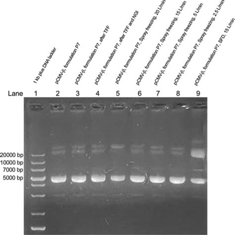 Plasmid Dna Integrity After Being Subjected To Tff Tff And Actuation Download Scientific