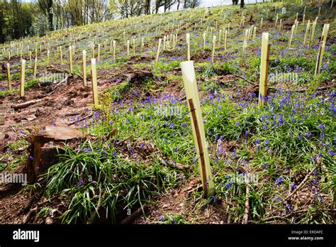 Sapling Protectors Hi Res Stock Photography And Images Alamy