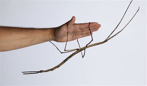This Giant Stick Insect Is So Rare Only Three Females Have Ever Been