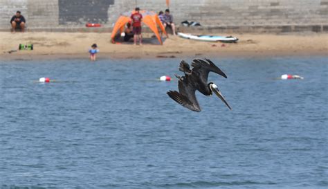 Sex Crimes Defendant Loses Freedom Monday After Violating Agreement