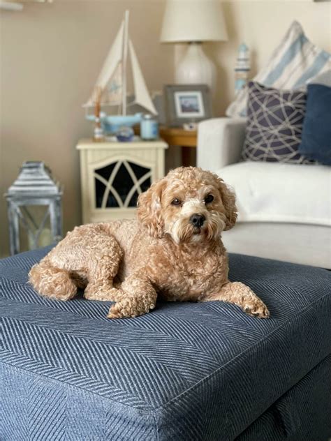 Cockapoo Dog Breed Information And Characteristics
