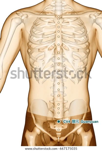 Acupuncture Point Drawing Cv4 Guanyuan 3d Stock Illustration 667175035