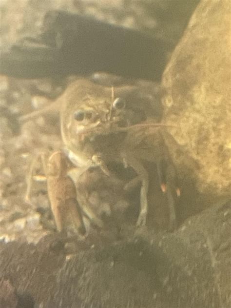 Crayfish Id Caught In Ohio Rcrayfish