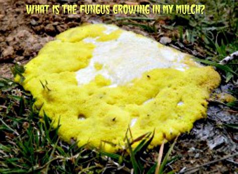 What Is The Orange Fungus Growing In My Mulch Dengarden