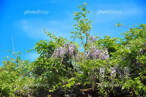 フジ 写真素材 3106672 フォトライブラリー photolibrary