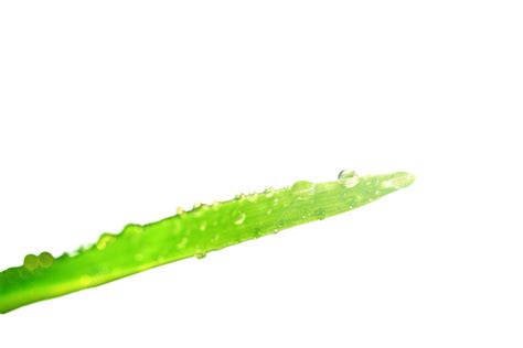 Shine Water Drop Condensation Climate Macro Reflection Meadow