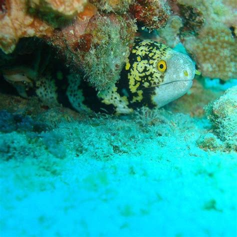 Cute Moray Eel On A Coral Reef